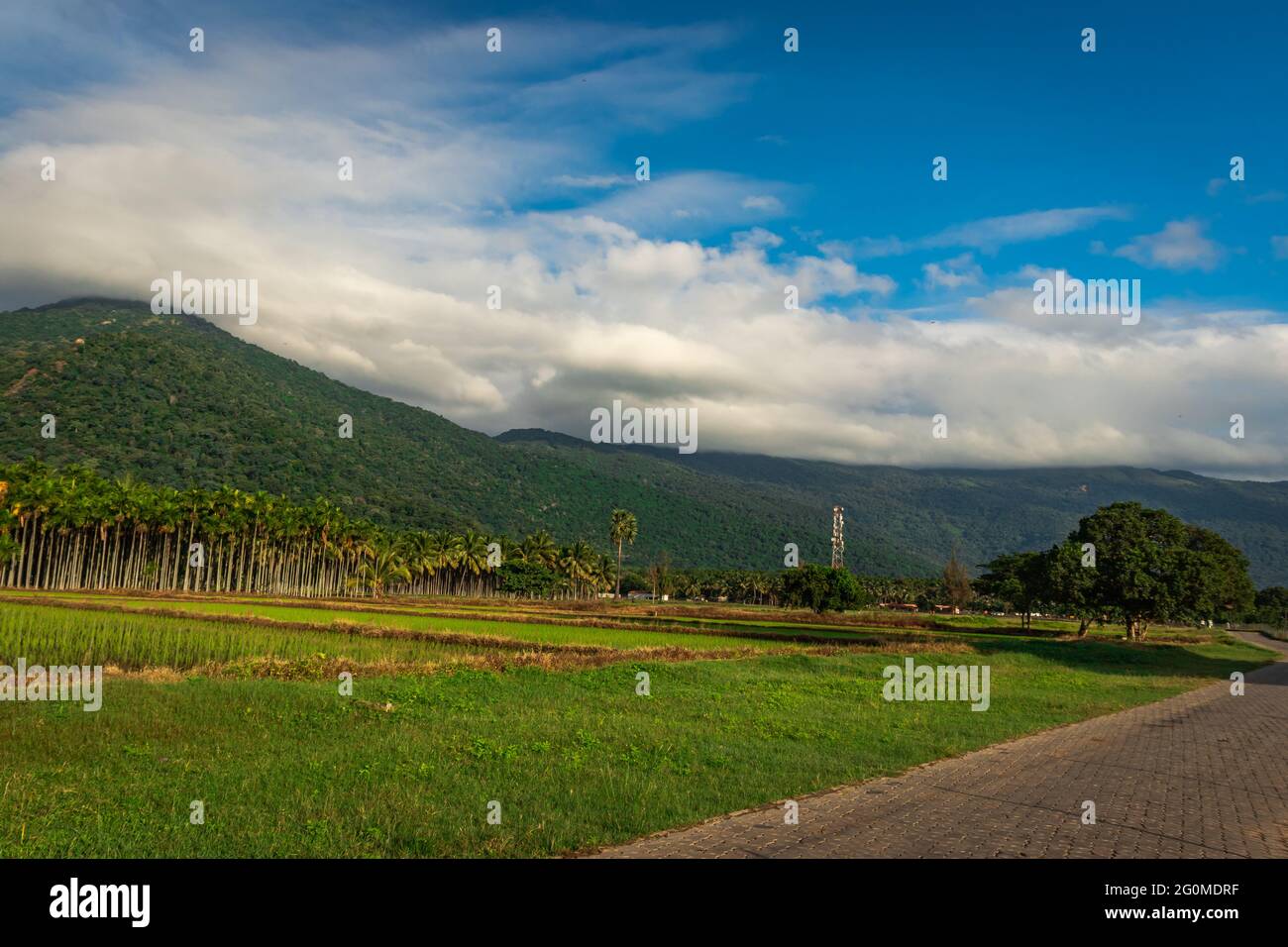 Coimbatore forest hi-res stock photography and images - Alamy