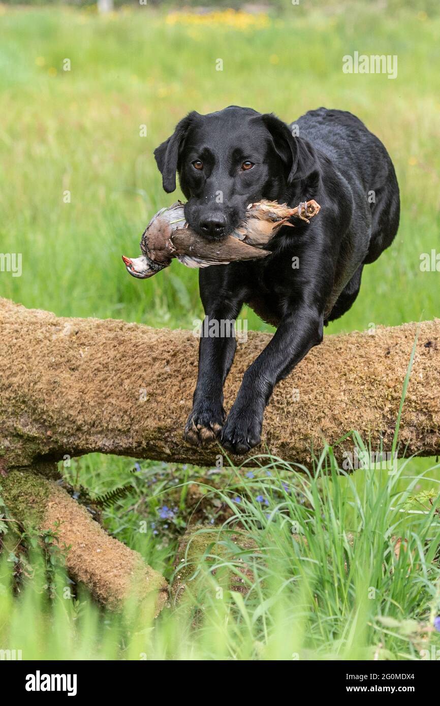 Labrador retriever black side profile hi-res stock photography and ...