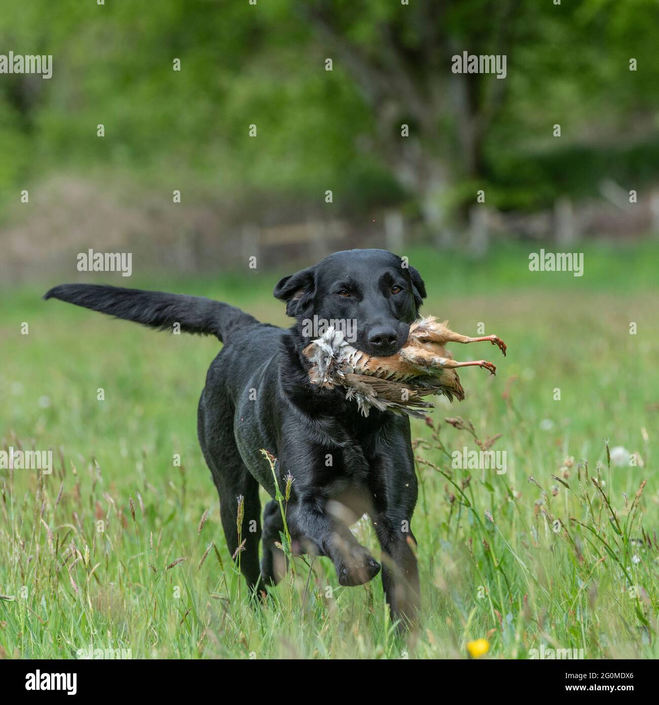 black labrador retriever carrying dead partridge Stock Photo - Alamy