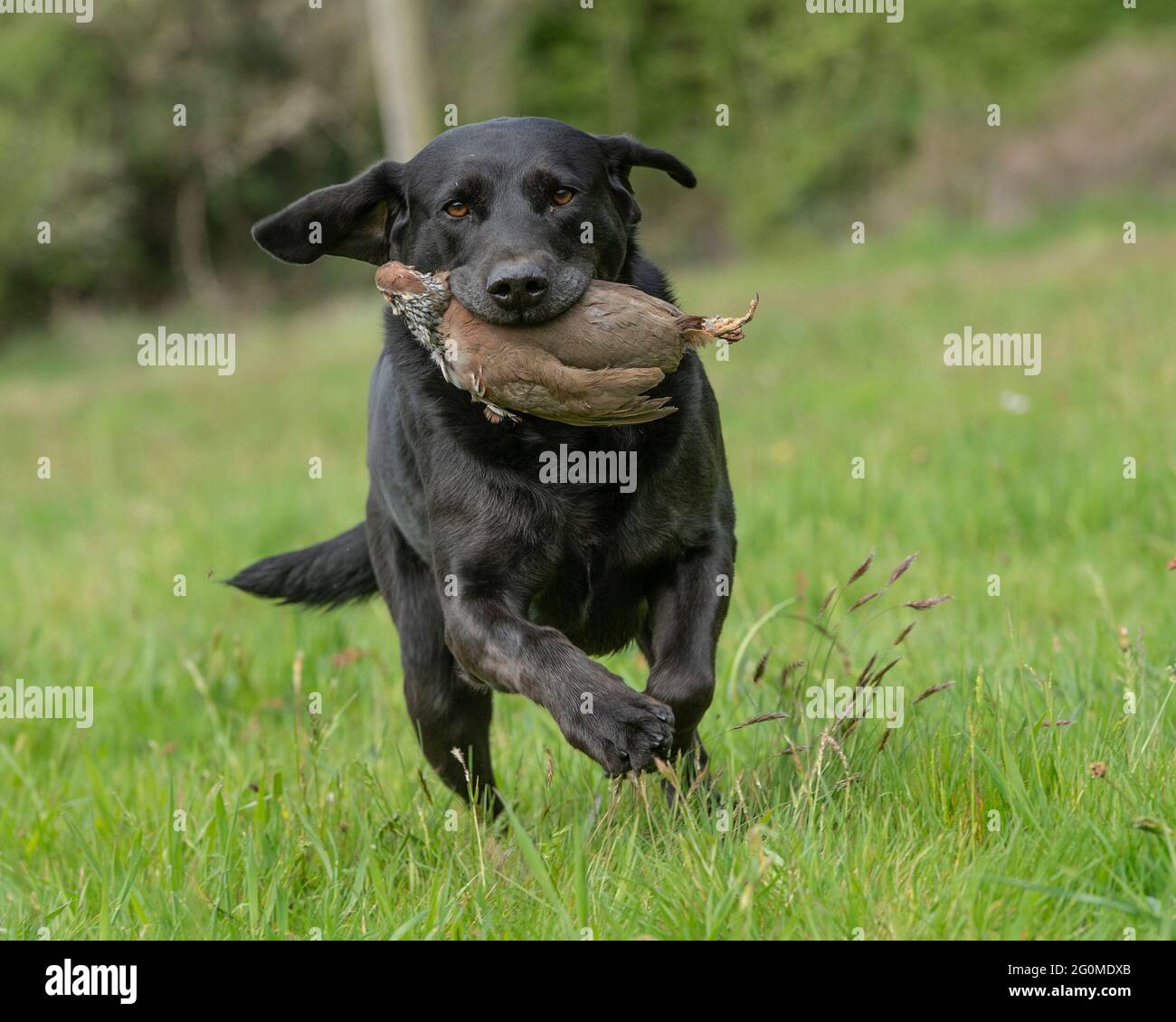 black labrador retriever carrying dead partridge Stock Photo - Alamy