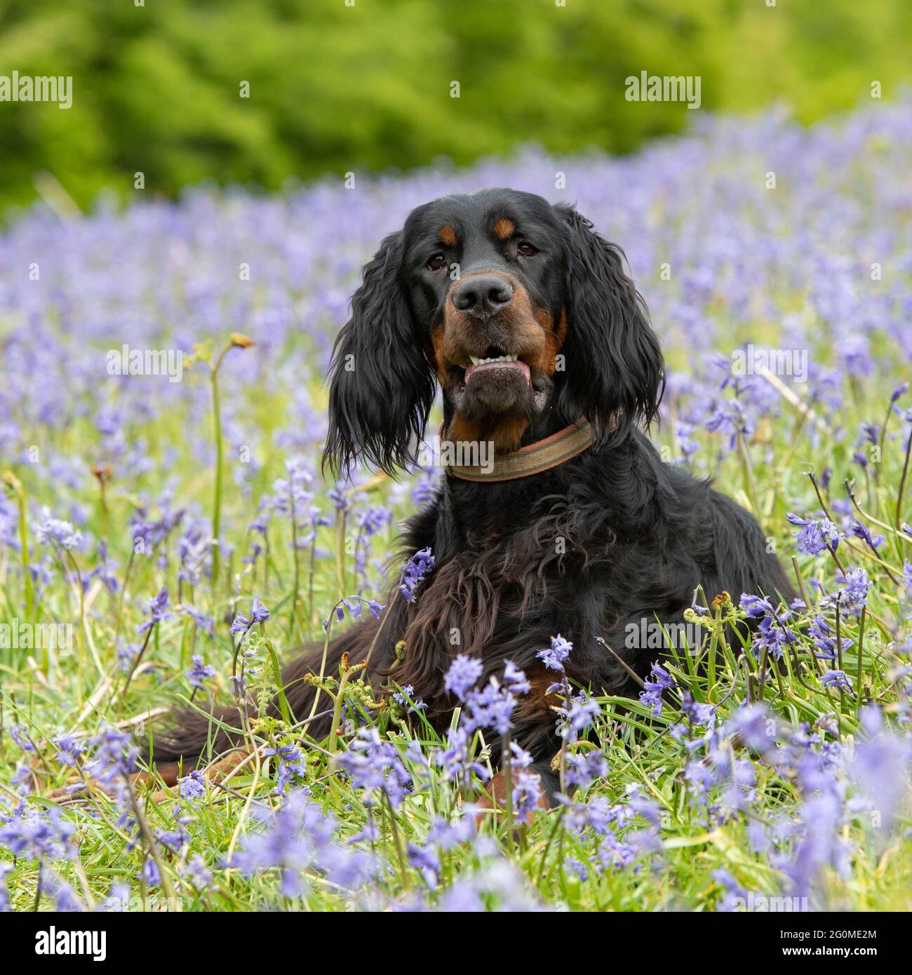 Gordon setter hi-res stock photography and images - Alamy