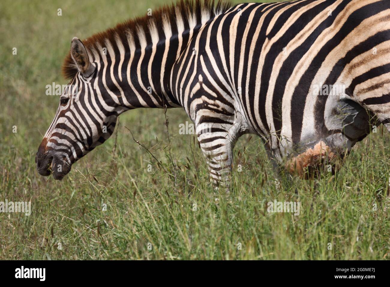 Sick zebra hi-res stock photography and images - Alamy