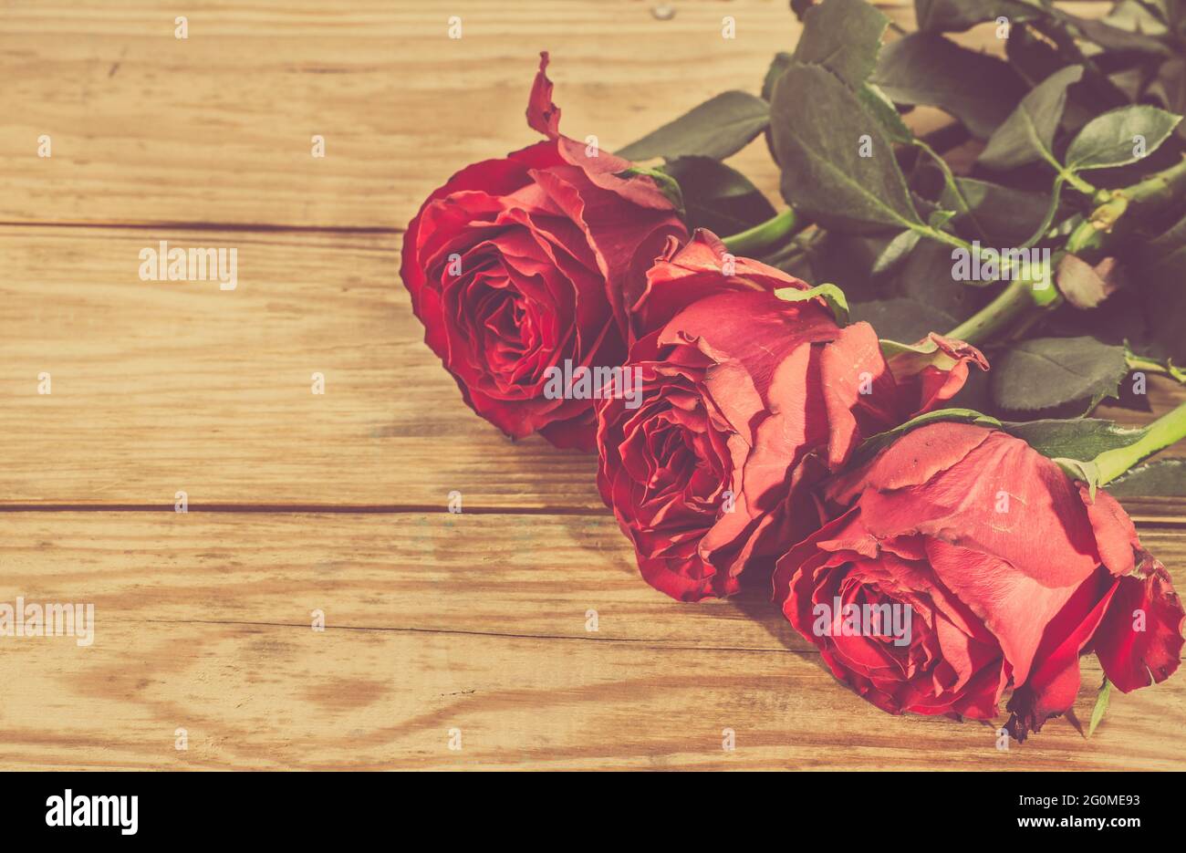 Flowers of roses in red color, stylized on vintage on wood background ...