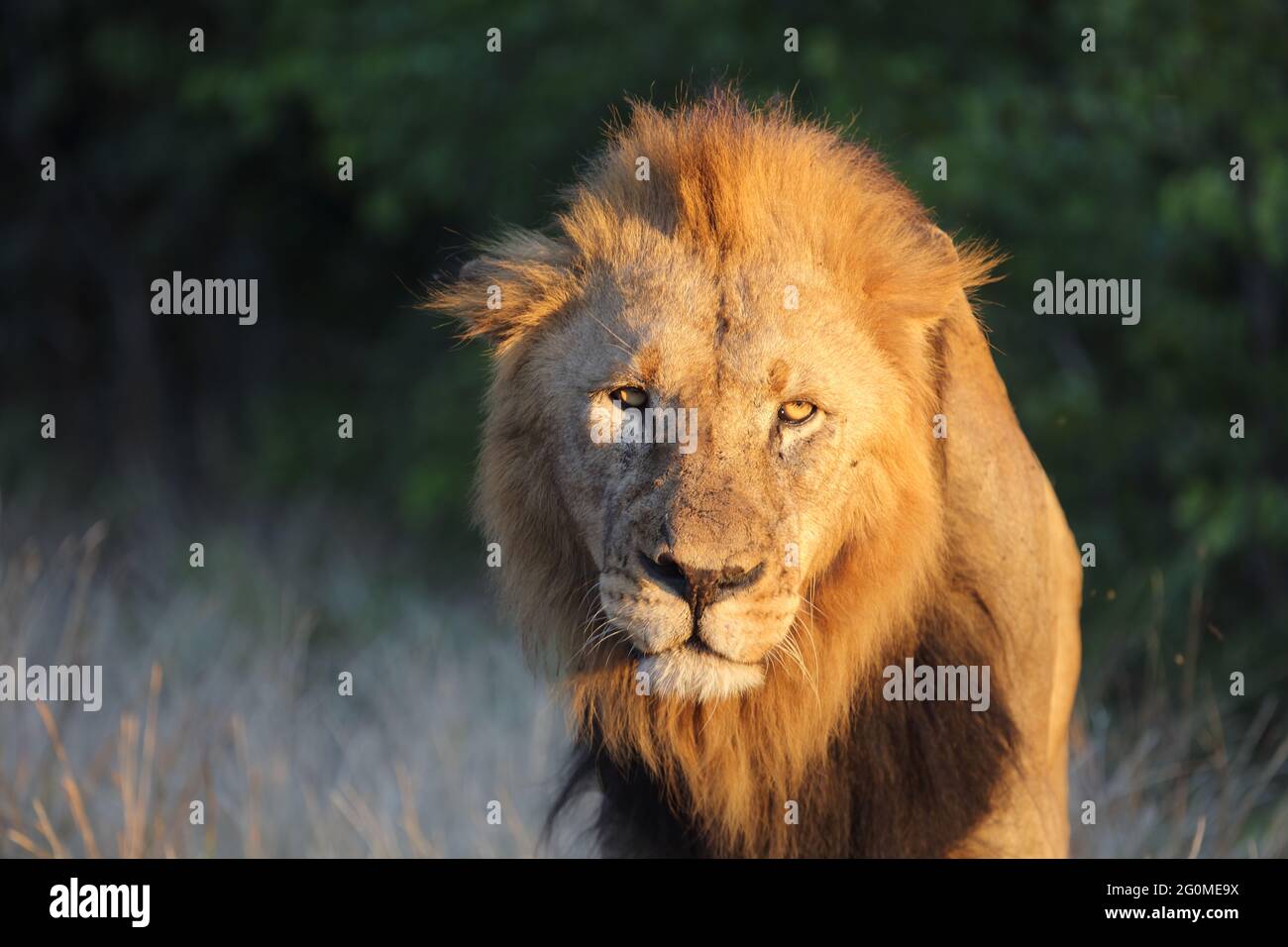 Afrikanischer Löwe / African lion / Panthera leo Stock Photo - Alamy