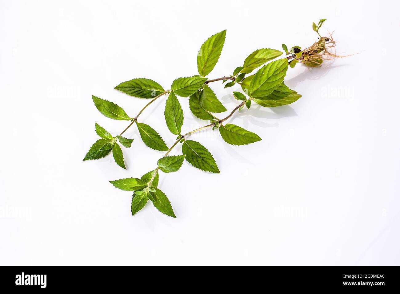 Fresh green mint herb with roots isolated on white background Stock ...