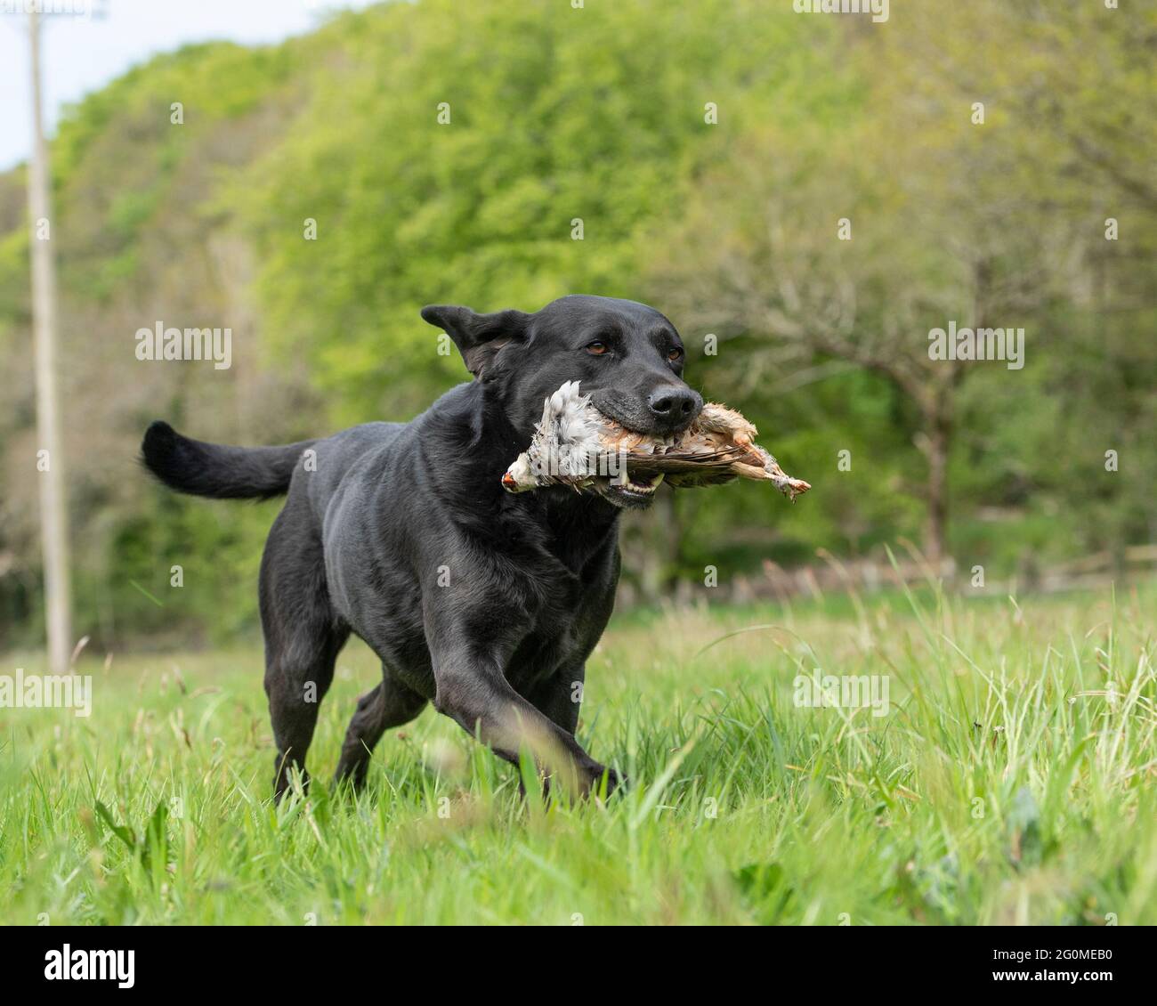 black labrador retriever carrying a partridge Stock Photo - Alamy