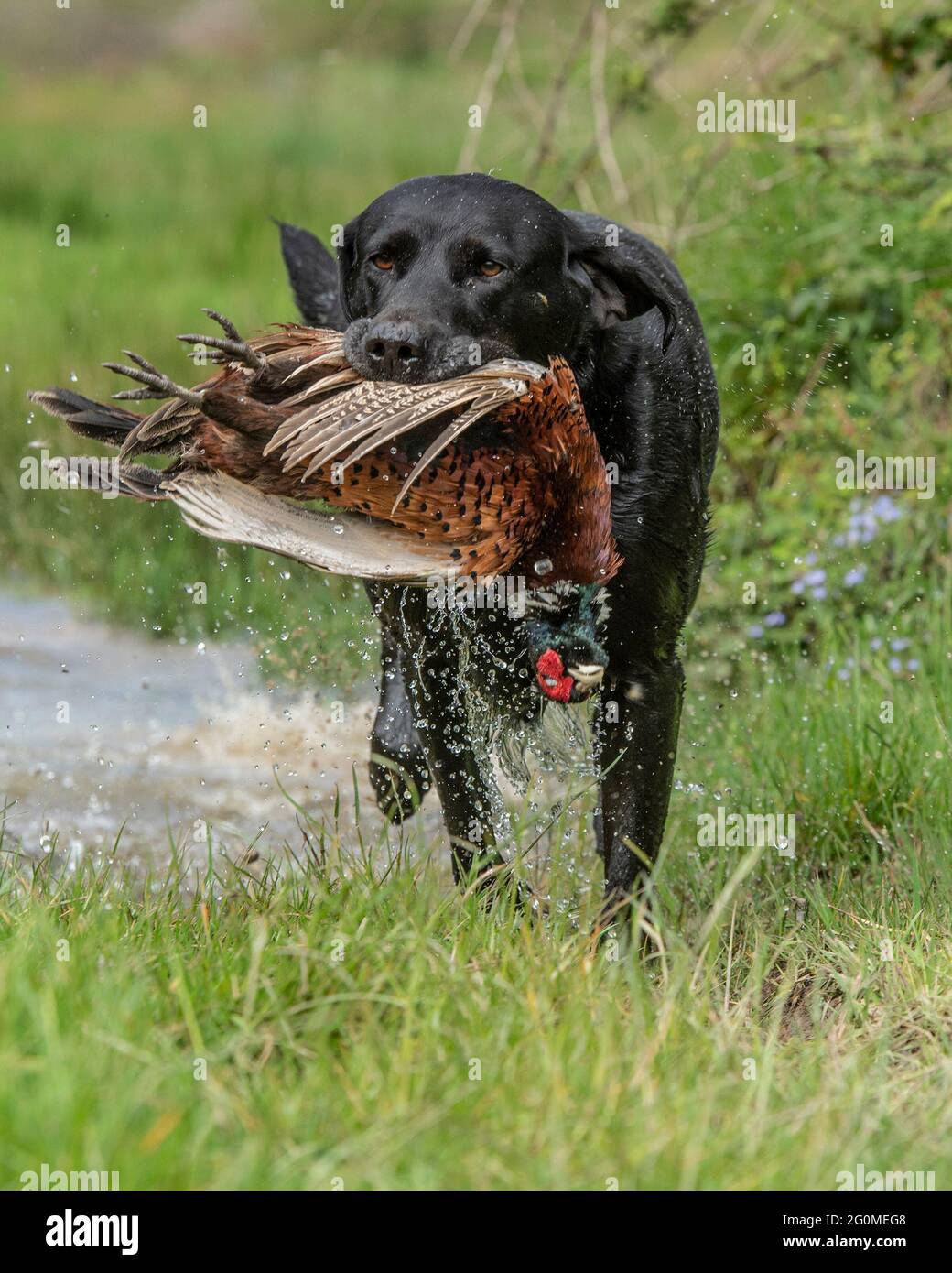black labrador retriever carrying a shot pheasant Stock Photo - Alamy