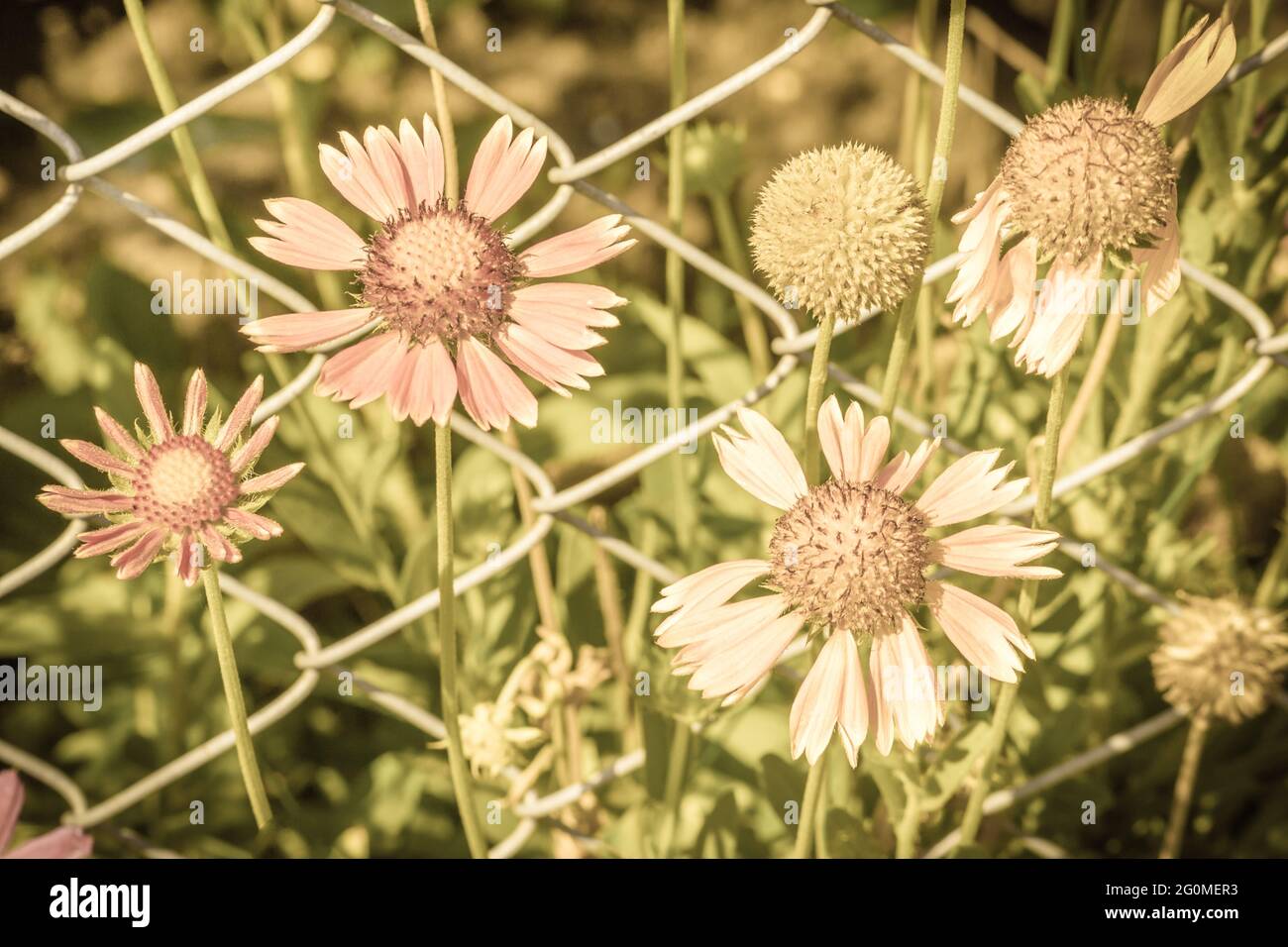 Yellow flowers background. Summer flowers in the summer garden Stock ...