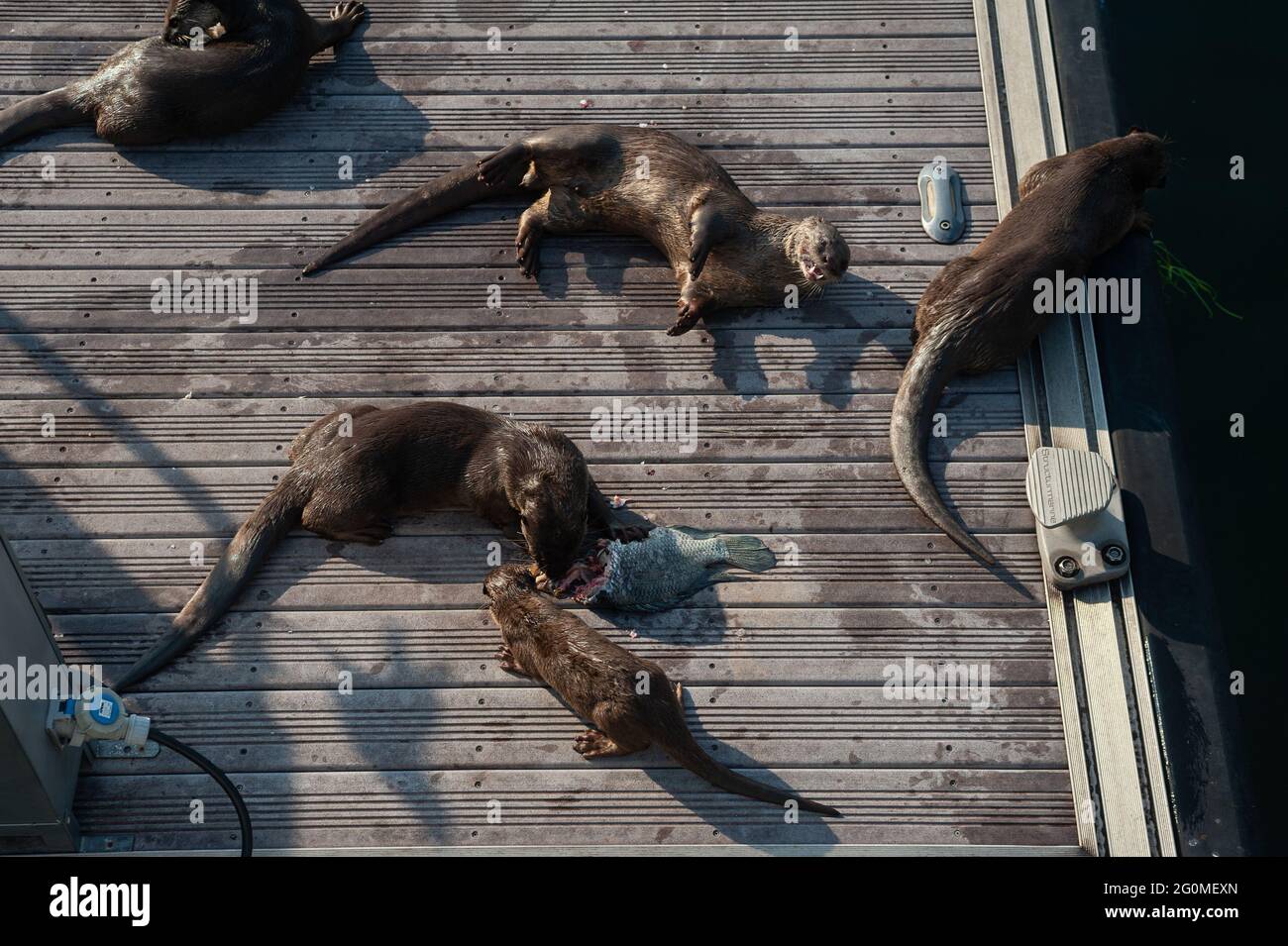 Smooth coated otters hi-res stock photography and images - Alamy