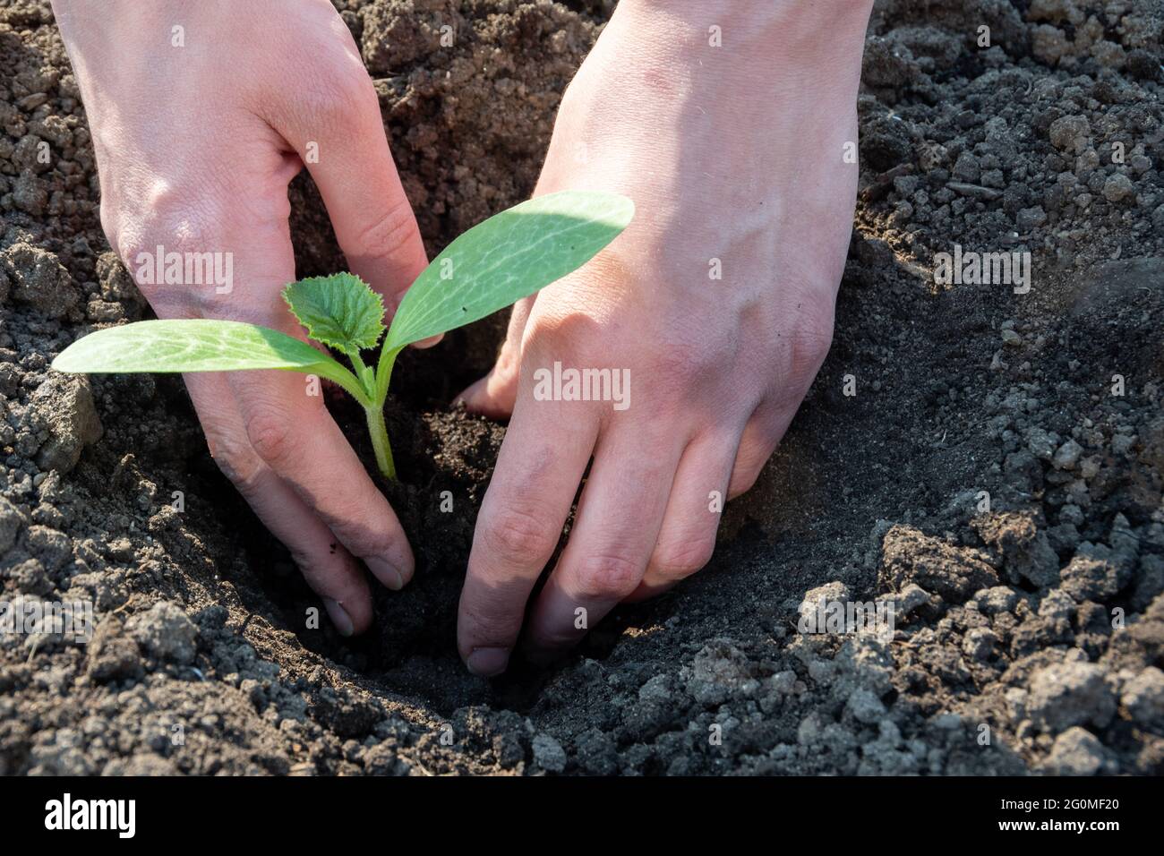 Female hands planting a young green seedling in the ground, soil, close ...