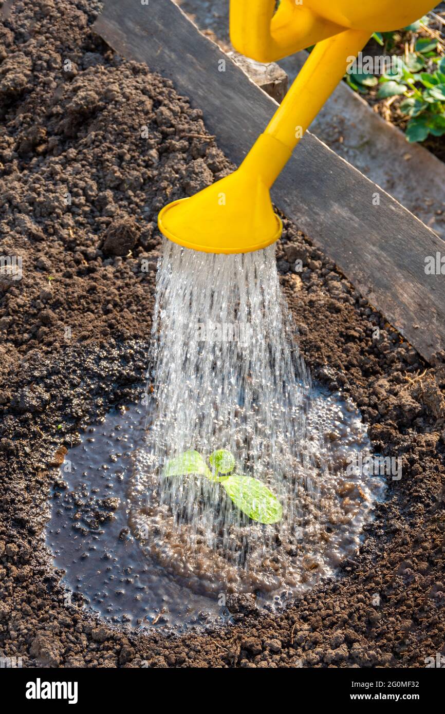 Watering cucumber sprout from can hi-res stock photography and images ...