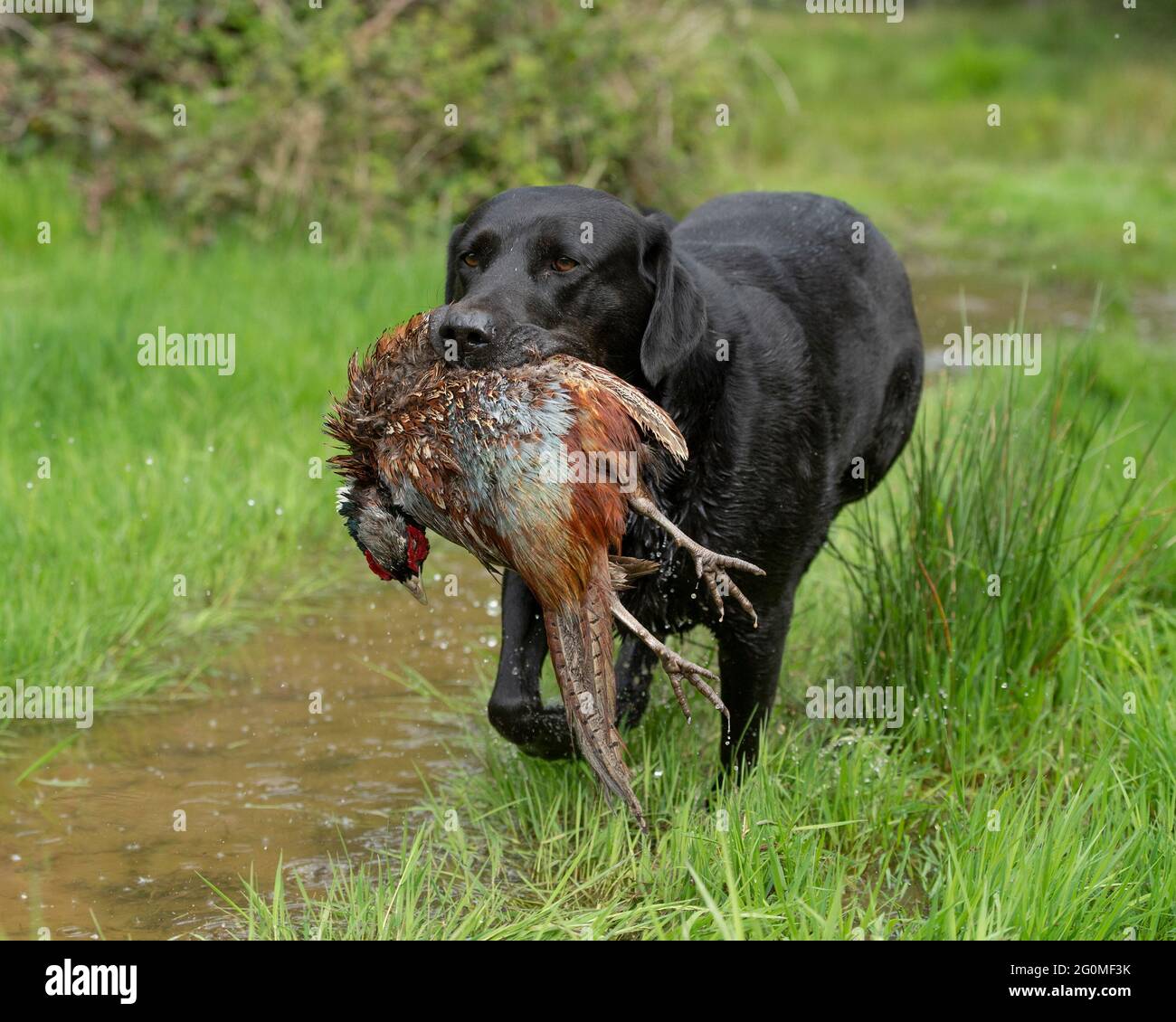 black labrador retriever carrying a shot pheasant Stock Photo - Alamy