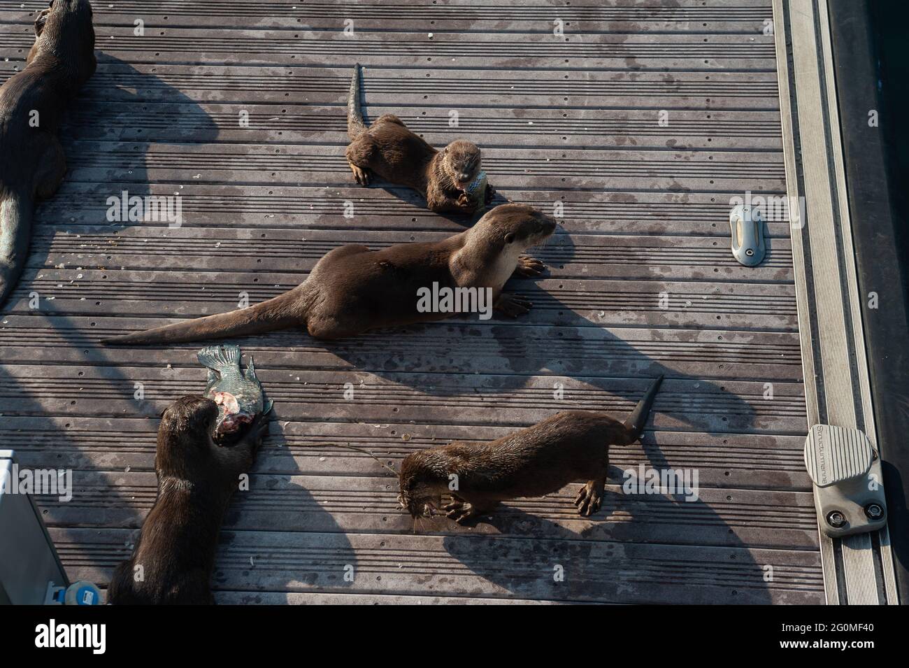 Smooth coated otters hi-res stock photography and images - Alamy