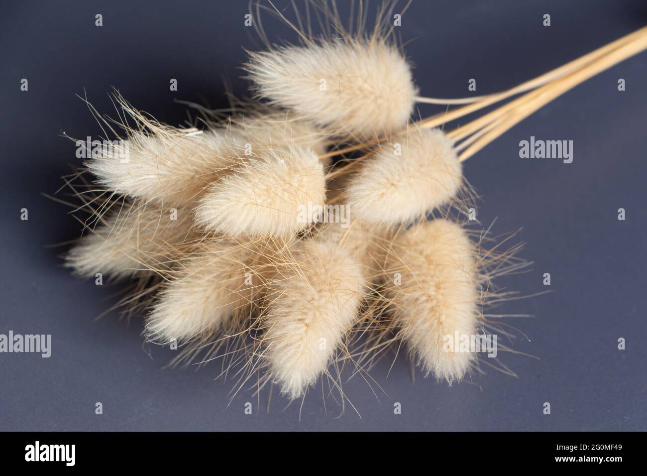 Bunnytail plant hi-res stock photography and images - Alamy