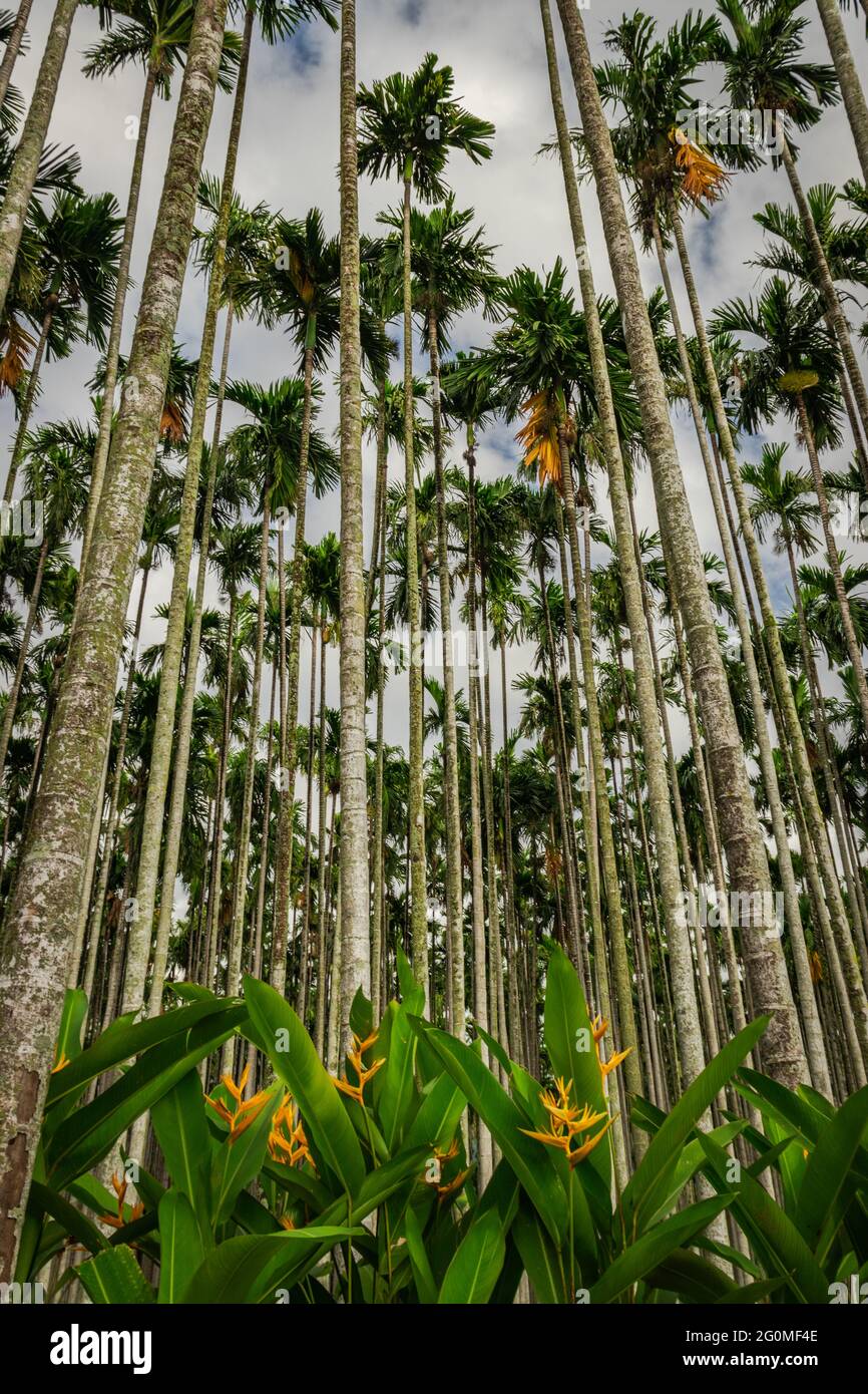 tree top head in sky background from low angle Stock Photo - Alamy