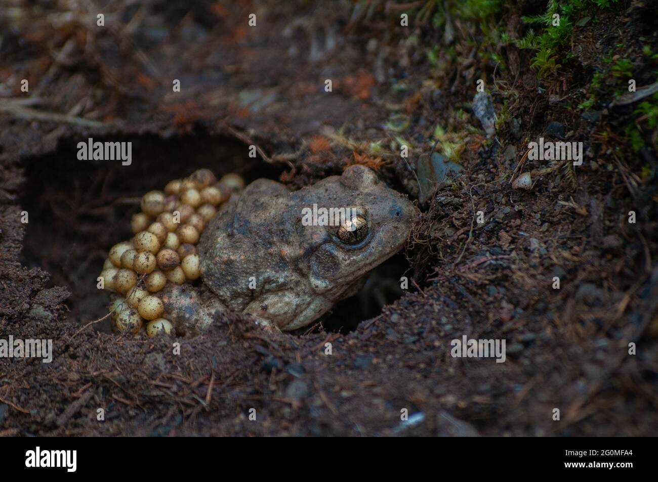 Common midwife toad hi-res stock photography and images - Alamy