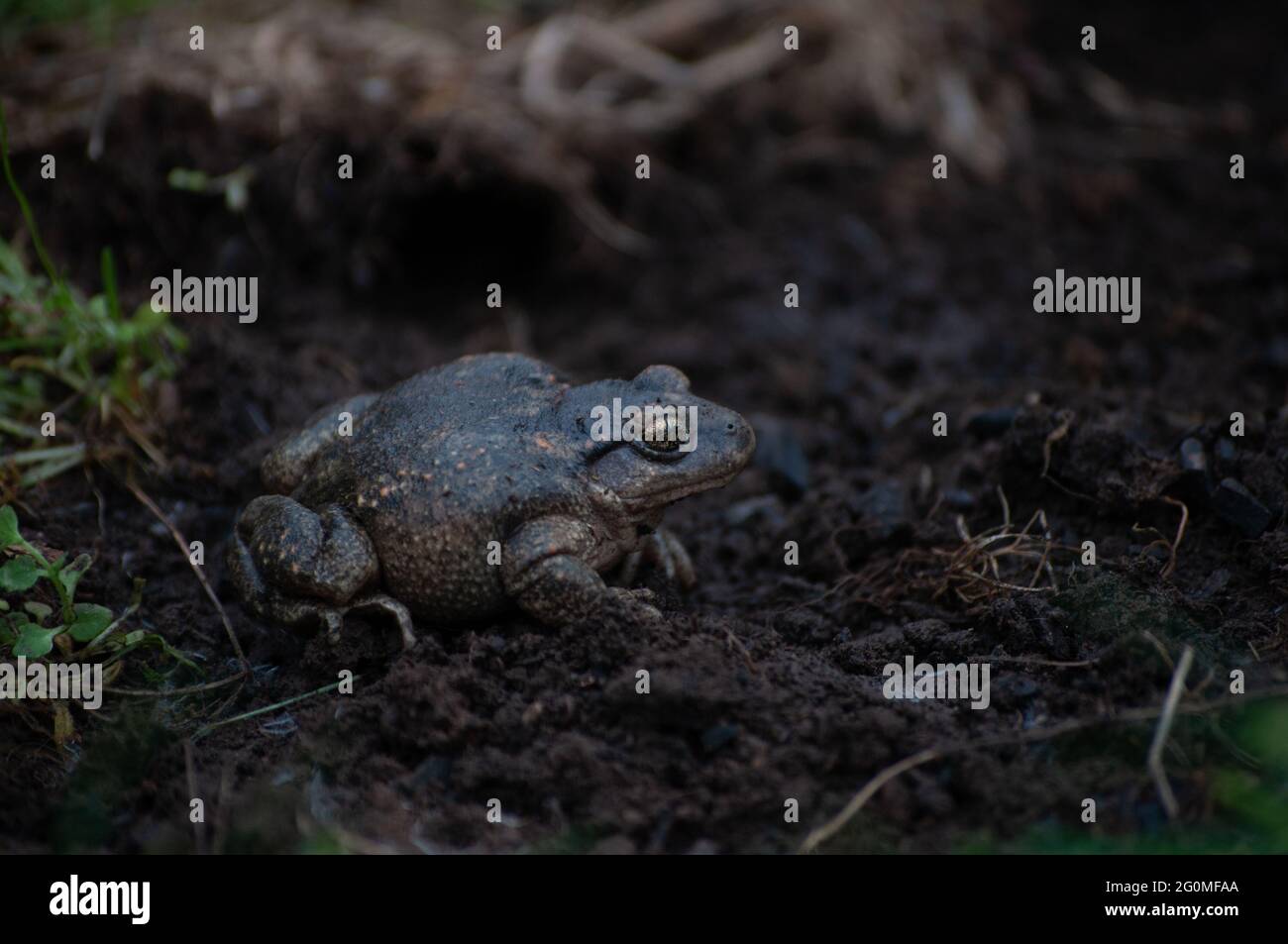 Common midwife toad hi-res stock photography and images - Alamy