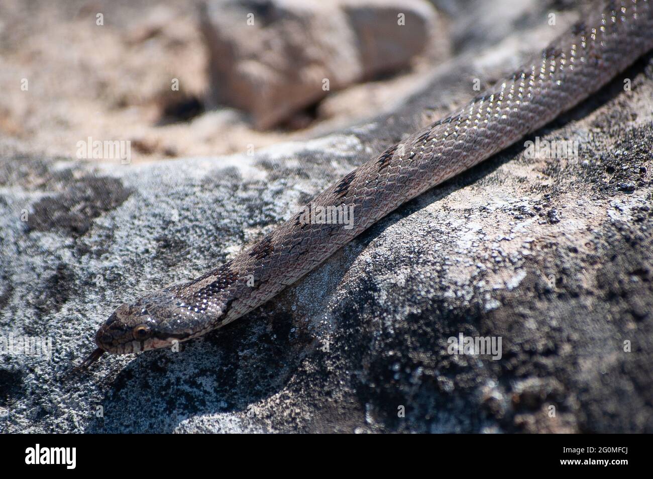 Coronella girondica hi-res stock photography and images - Alamy