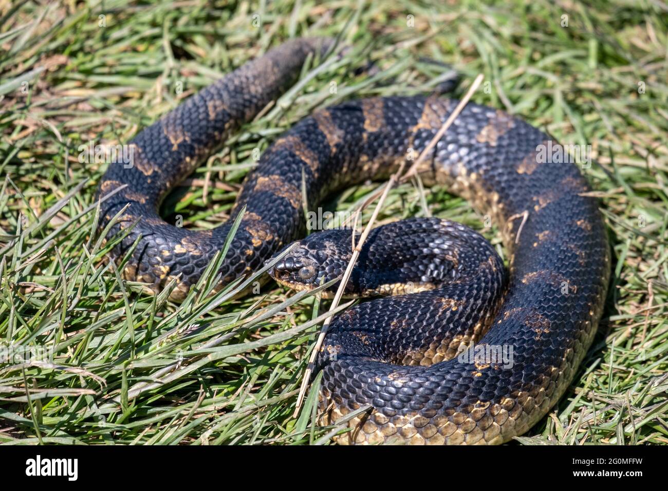 Eastern hognose snake hi-res stock photography and images - Alamy