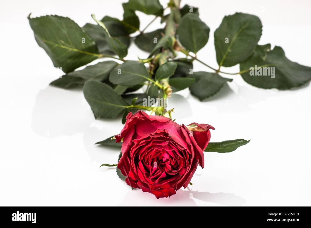 Flower of rose background. Red rose isolated on white background useful ...