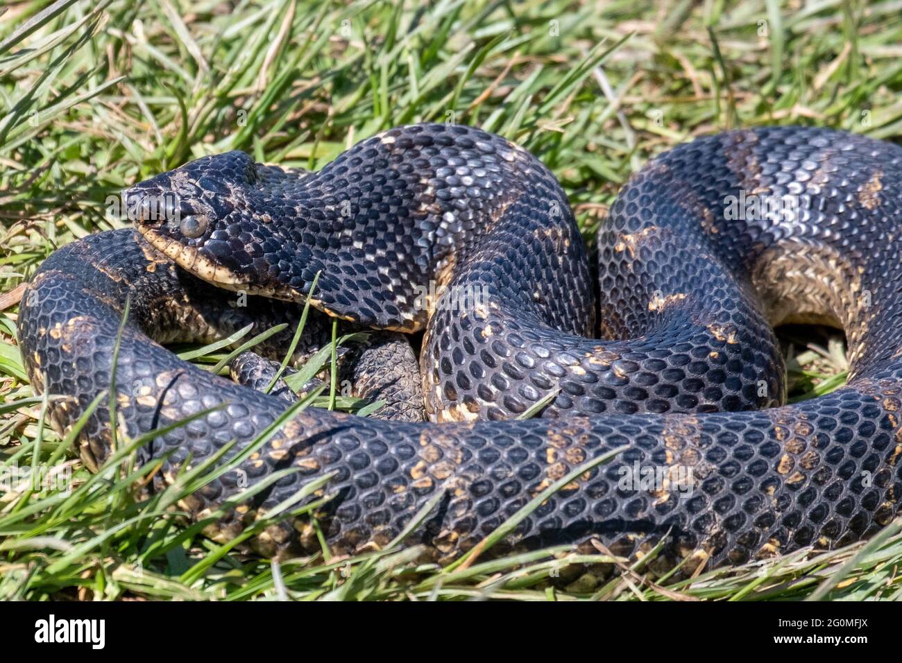 Closeup shot of an eastern hognose snake on a forest floor Stock Photo ...