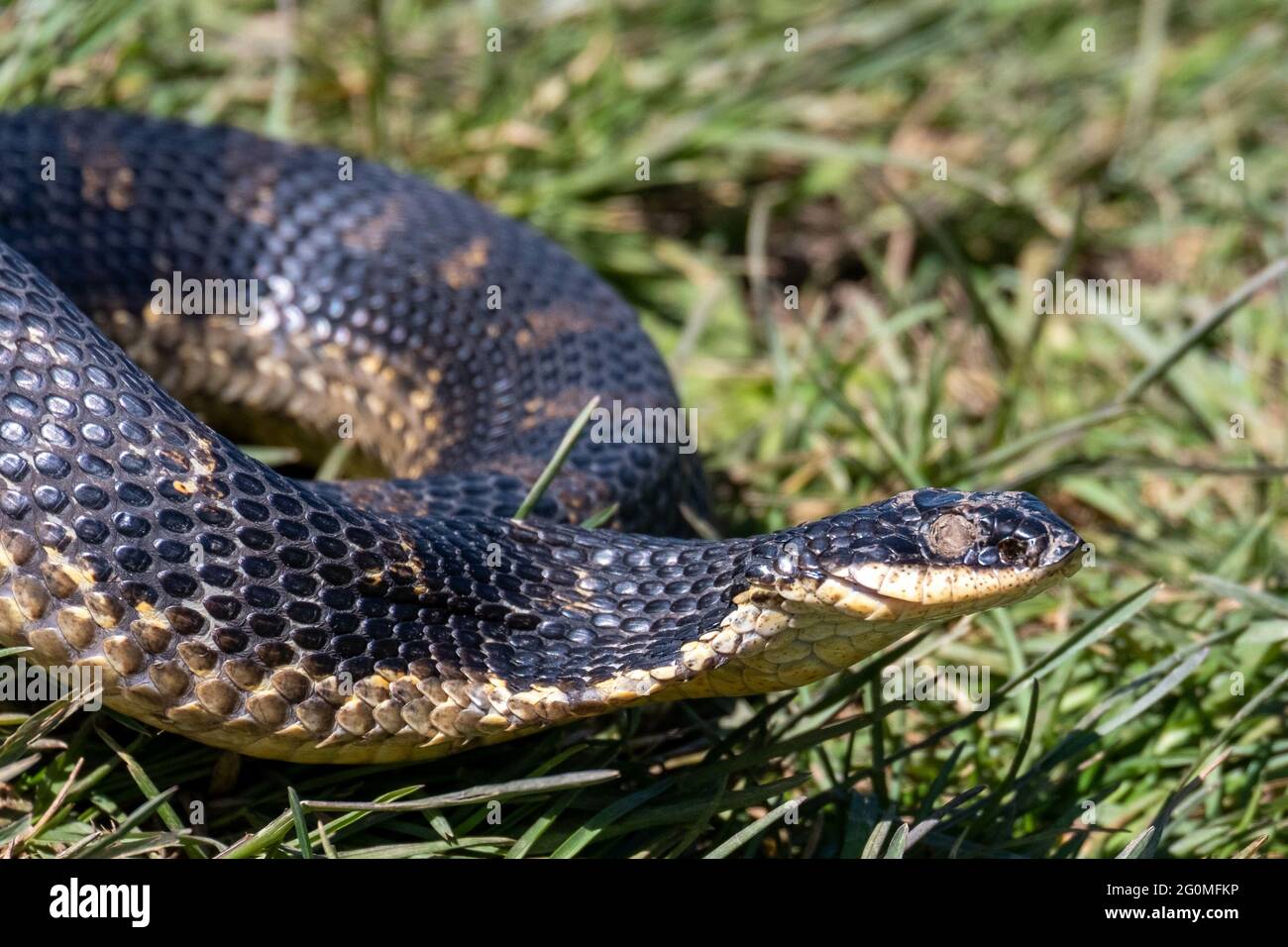 Eastern hognose snake hi-res stock photography and images - Alamy