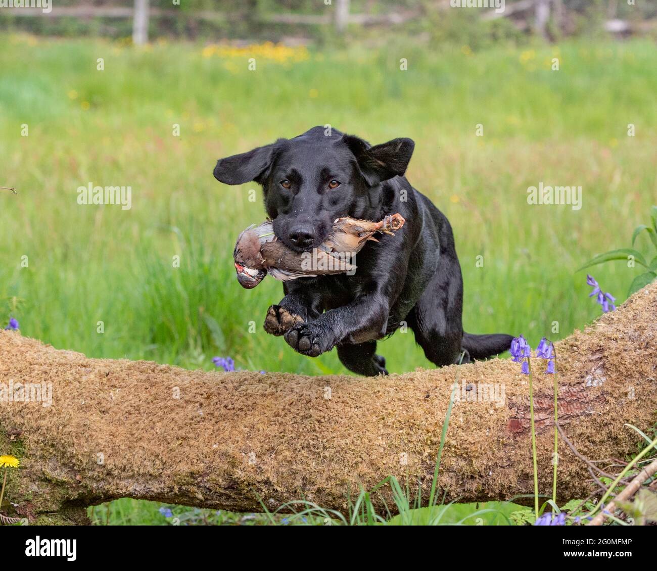 black labrador retriever retrieving a shot partridge Stock Photo - Alamy