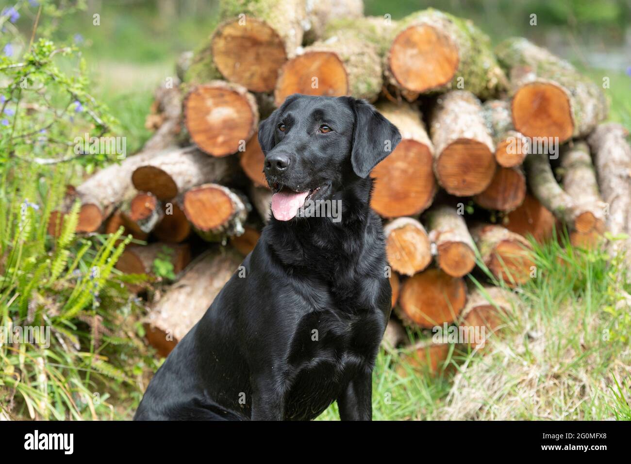 black labrador retriever sat in-front of log pile Stock Photo - Alamy
