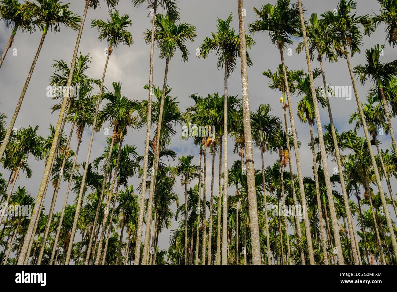 tree top head in sky background from low angle Stock Photo - Alamy