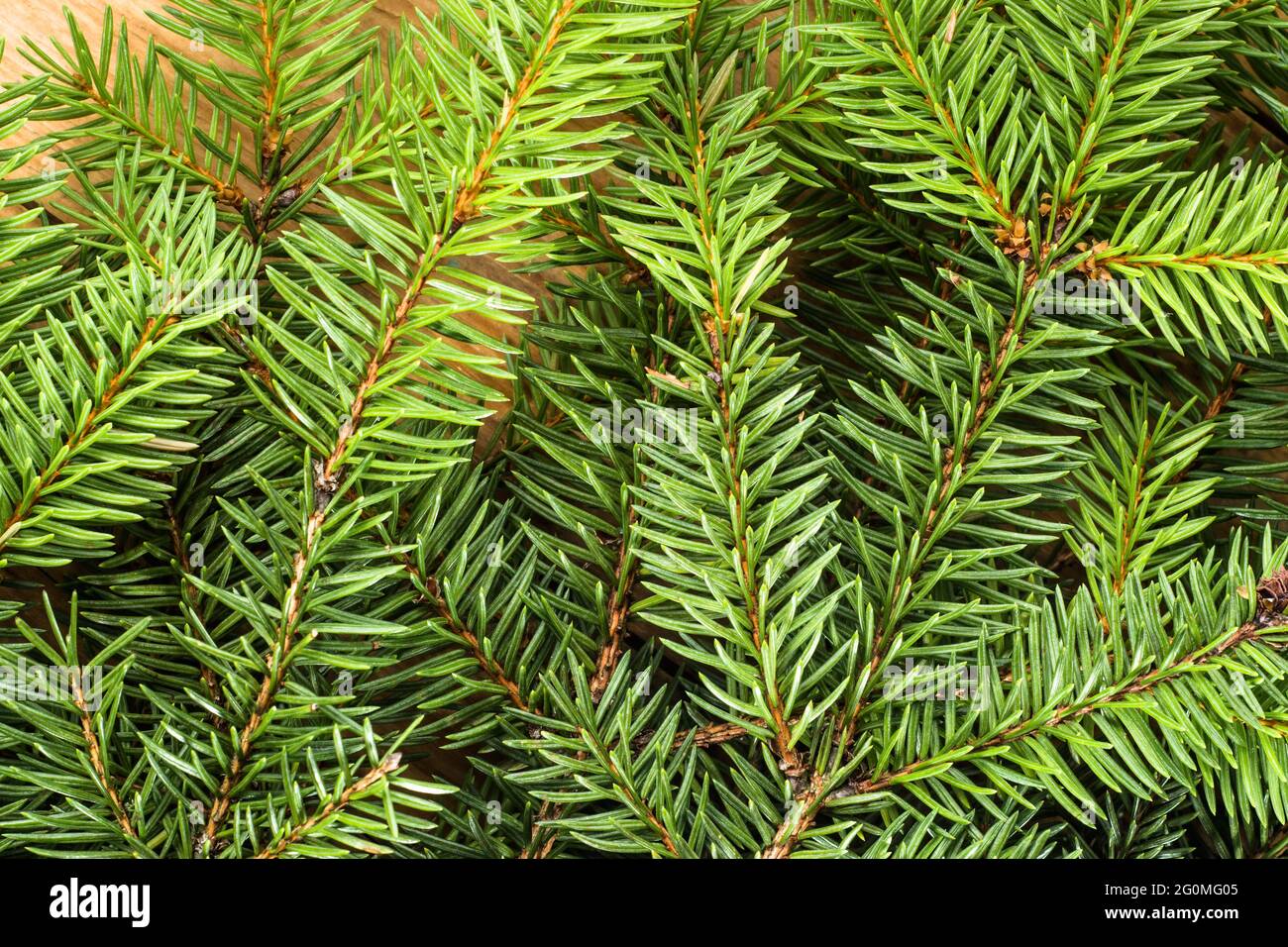 Fresh green spruce twigs detailed closeup background useful as ...