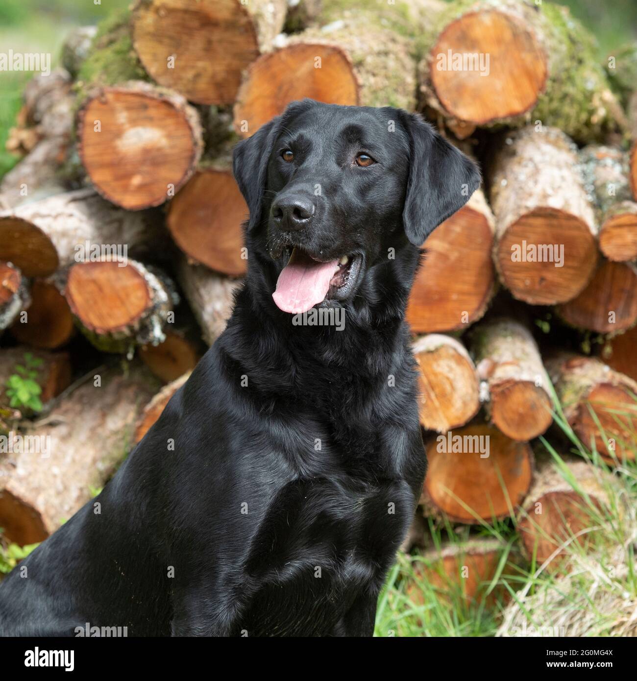 Labrador retriever black side profile hi-res stock photography and ...