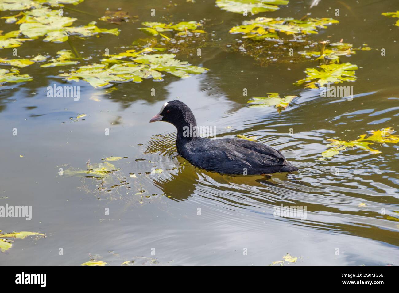Common coot swimming on a pond in Brittany Stock Photo - Alamy