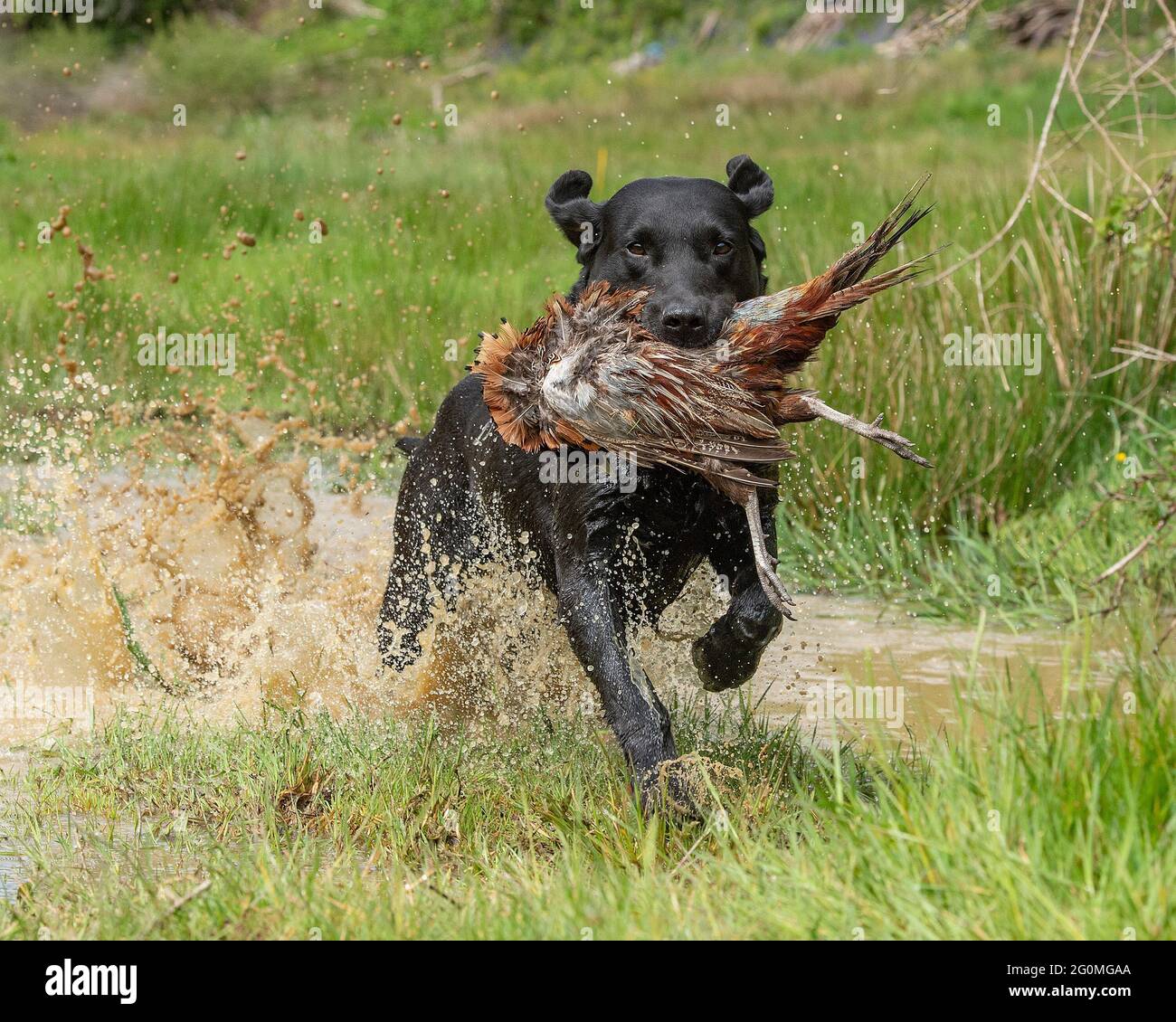 Dead body water hi-res stock photography and images - Alamy