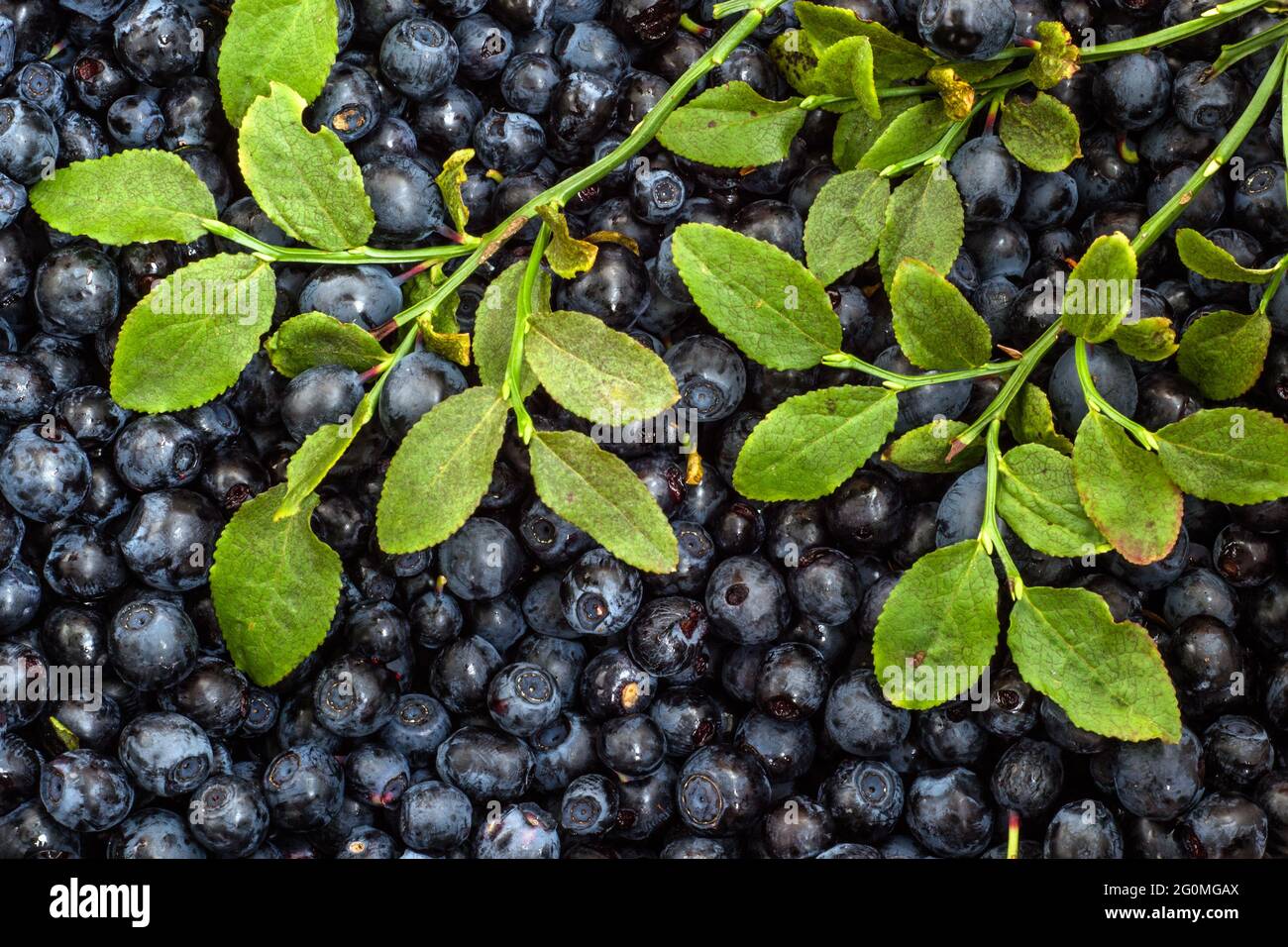 Wild blueberries in detail hi-res stock photography and images - Alamy