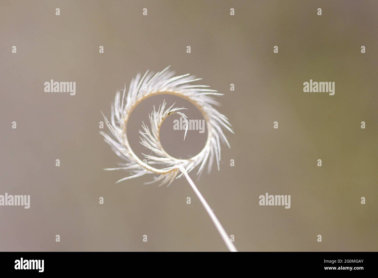 Curved feather on a blurred background Stock Photo - Alamy