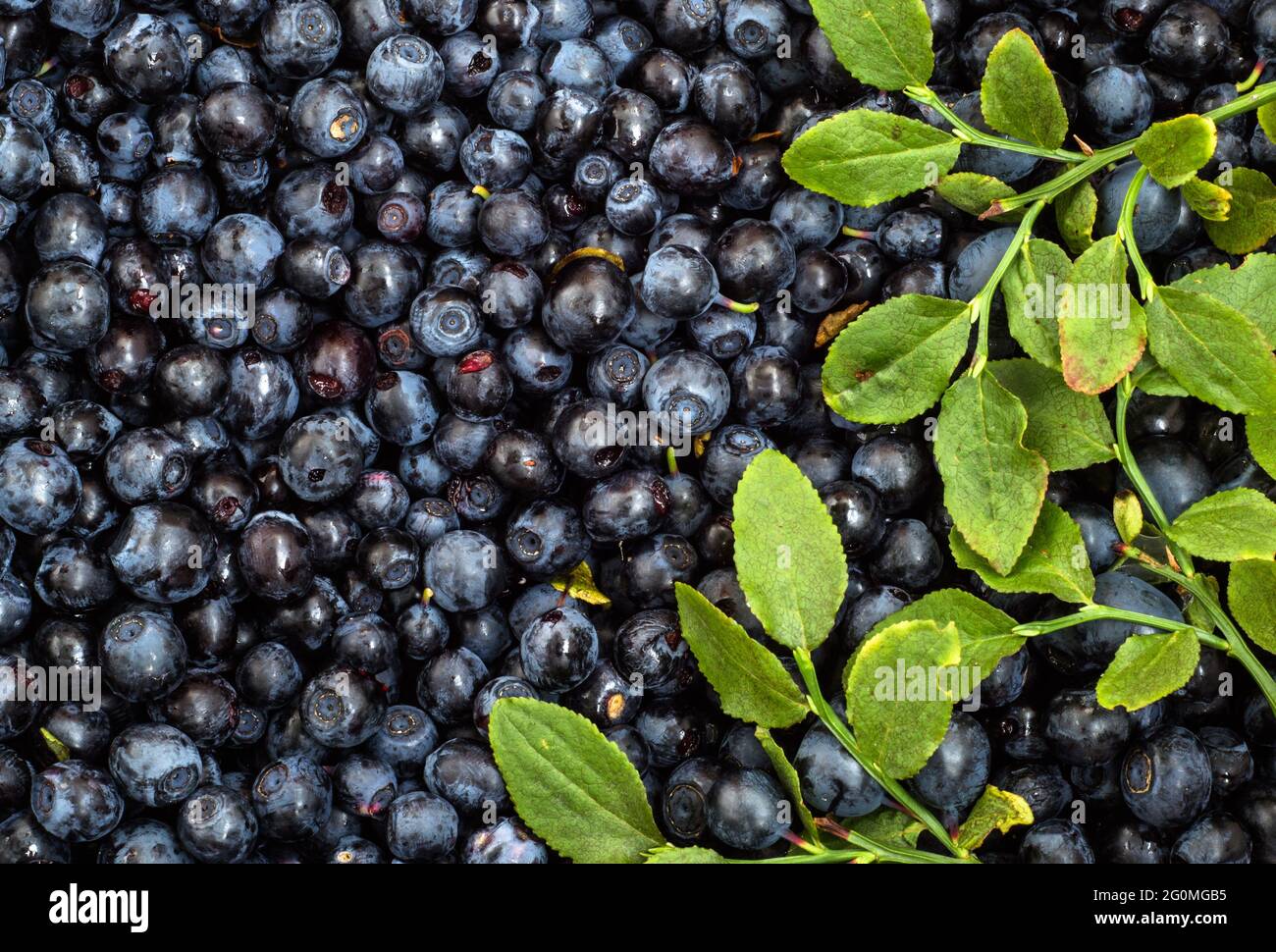 Wild blueberries in detail hi-res stock photography and images - Alamy
