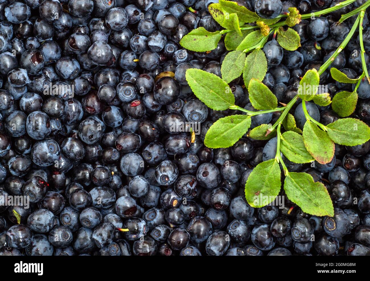 Blueberries picked in forest hi-res stock photography and images - Alamy