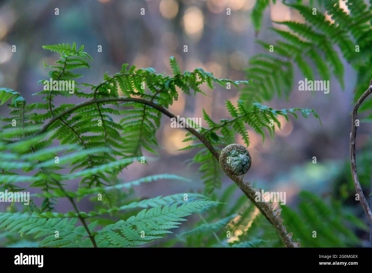 Closeup shot of a fern plant in the woods Stock Photo - Alamy