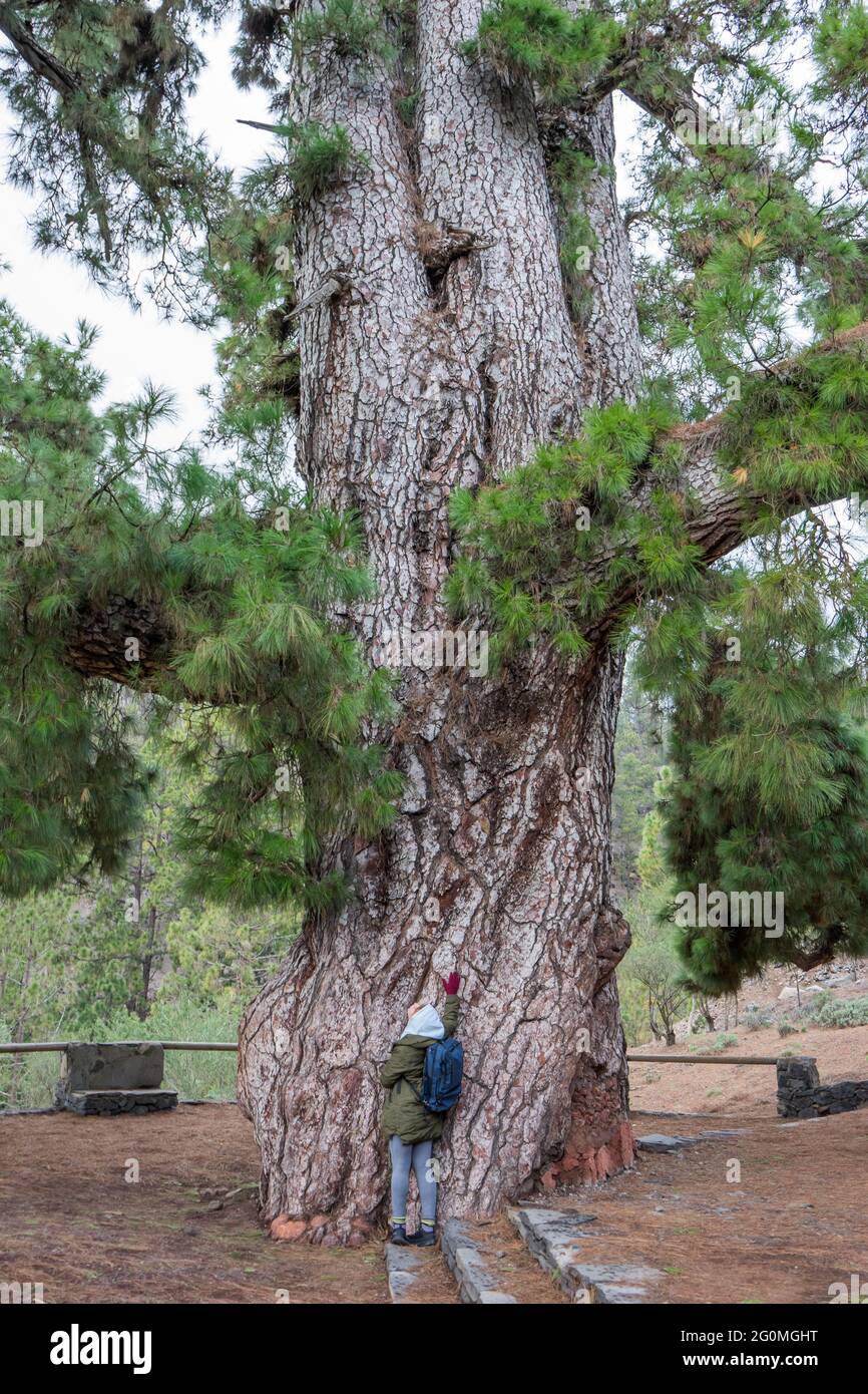 Female standing next to a giant tree Stock Photo - Alamy