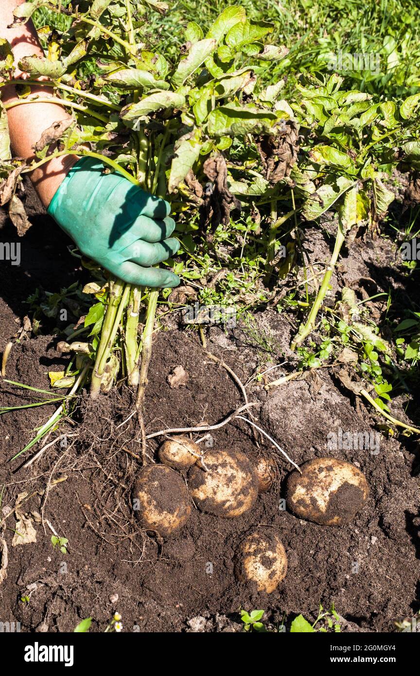 Digging potatoes hi-res stock photography and images - Alamy