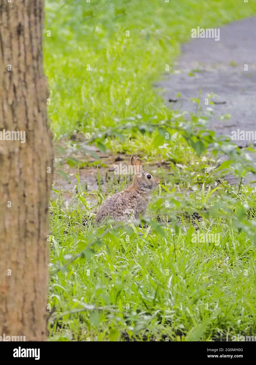Vertical closeup shot of a wild rabbit Stock Photo - Alamy