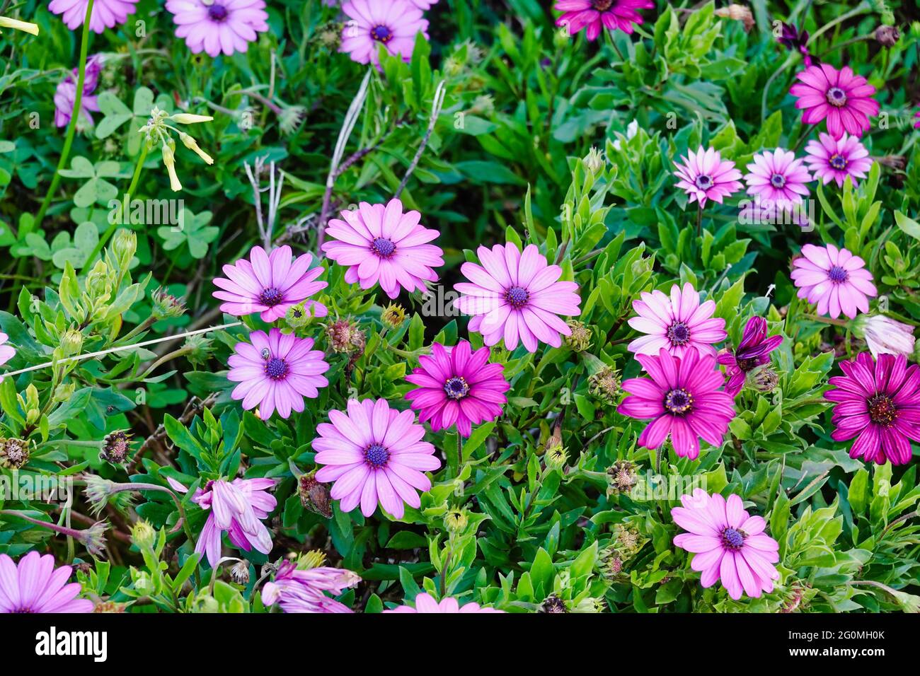 Closeup shot of a pink Gerbera or Transvaal daisy flowers in bright ...