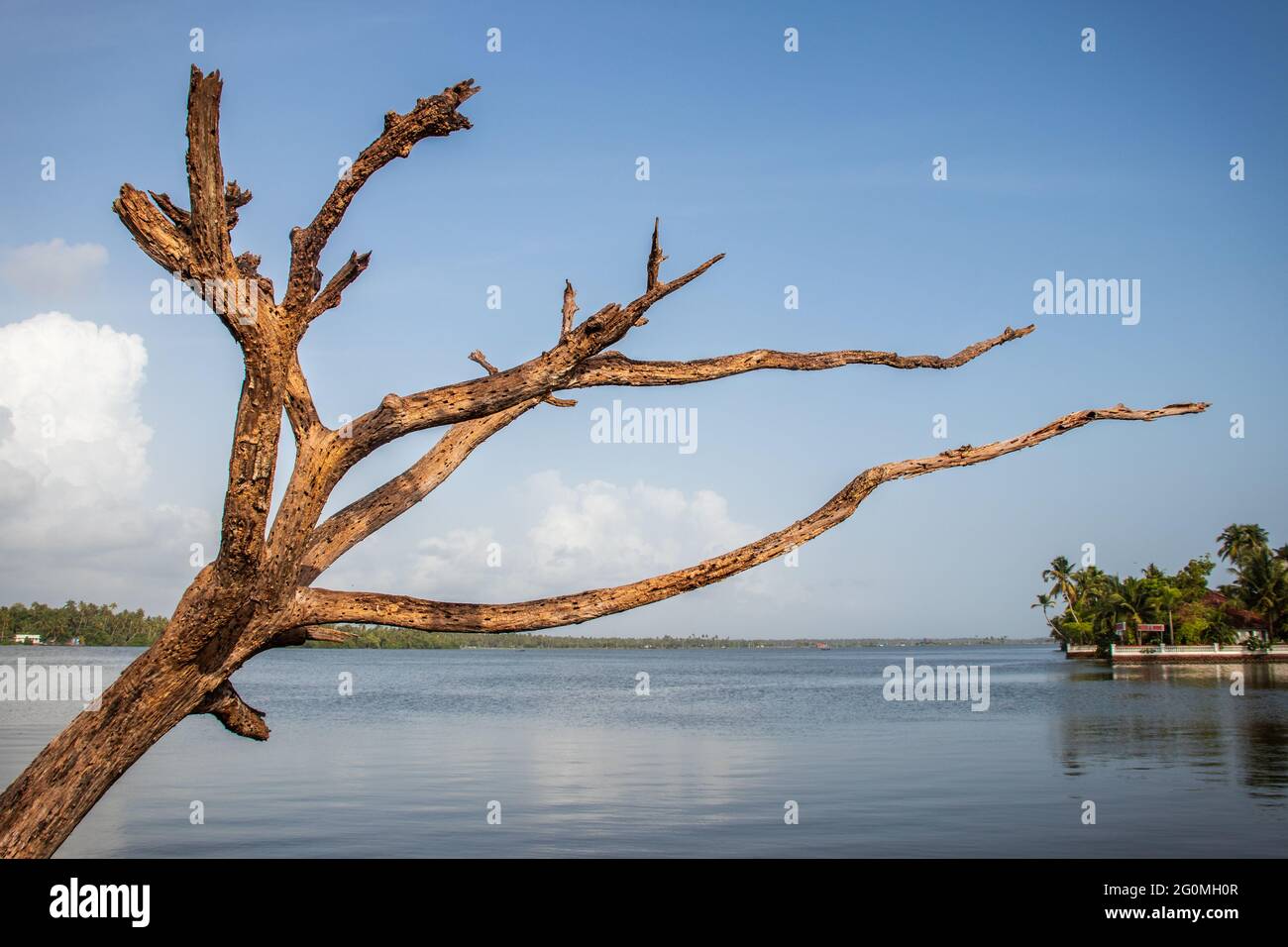 isolated dry tree in an unique landscape background image is showing ...