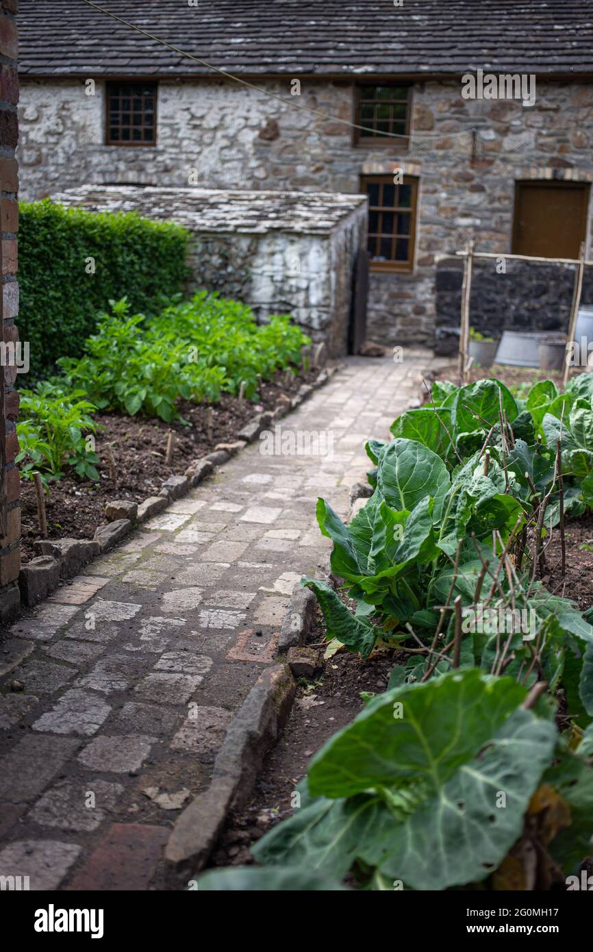 Family vegetable plot in garden hi-res stock photography and images - Alamy