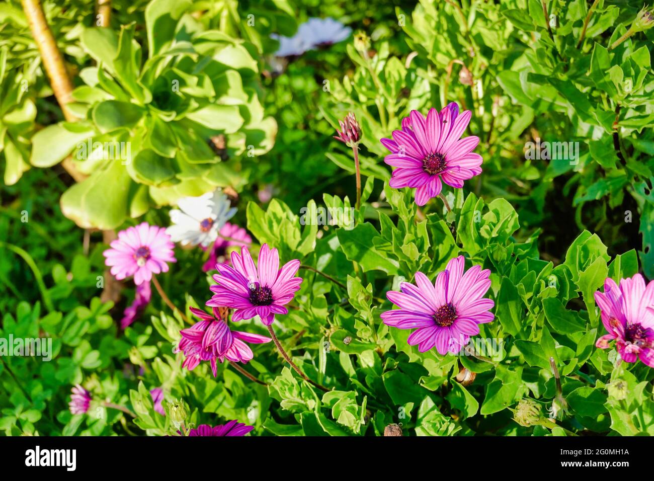 Closeup shot of a pink Gerbera or Transvaal daisy flowers in bright ...
