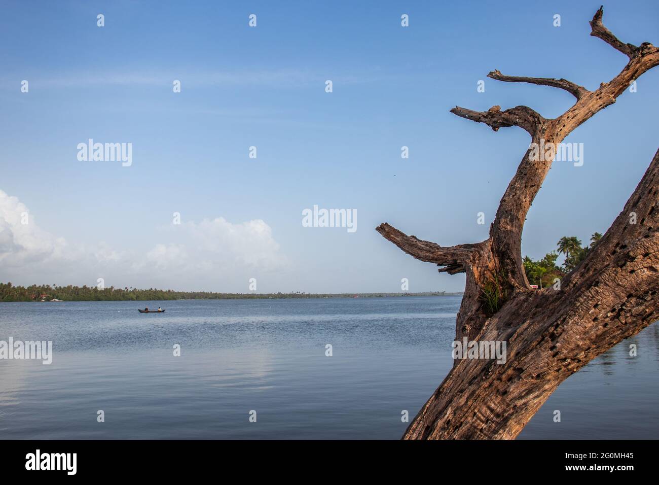 isolated dry tree in an unique landscape background image is showing ...