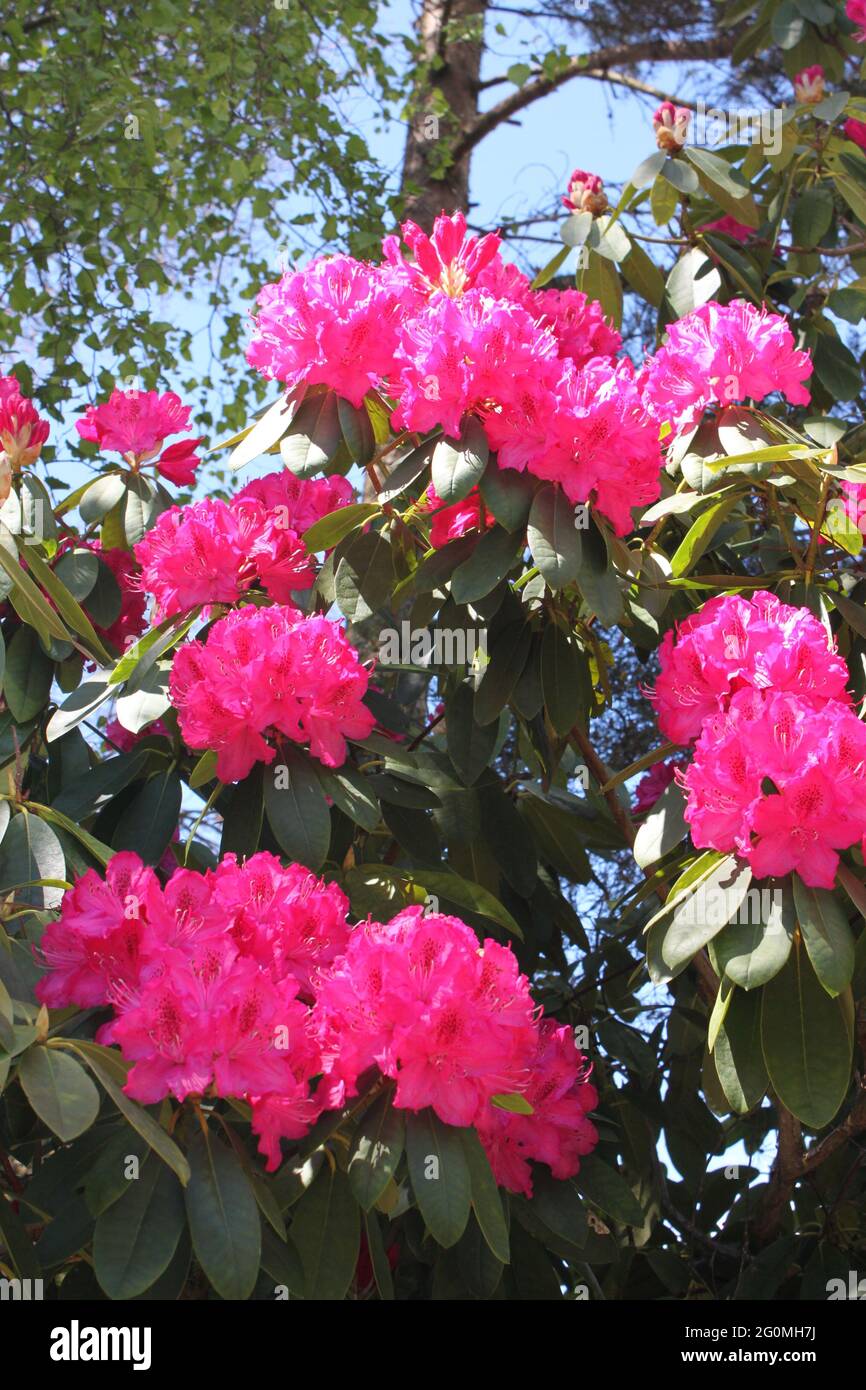 Rhododendrons hedging plants hi-res stock photography and images - Alamy