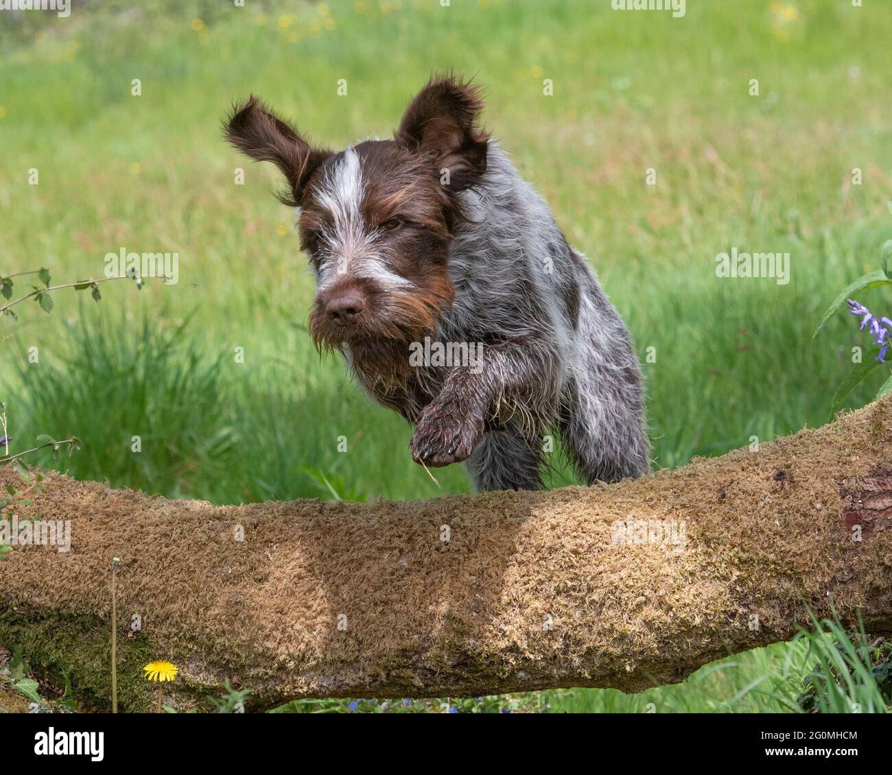 Korthals griffon dog Stock Photo - Alamy