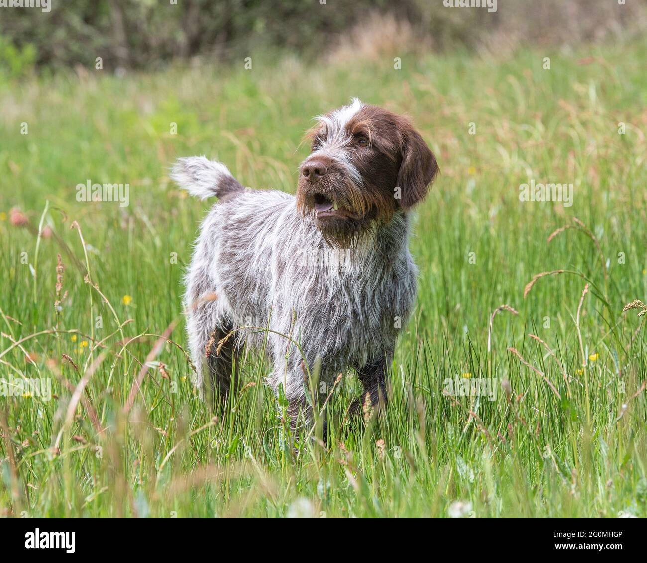 Korthals griffon hi-res stock photography and images - Alamy