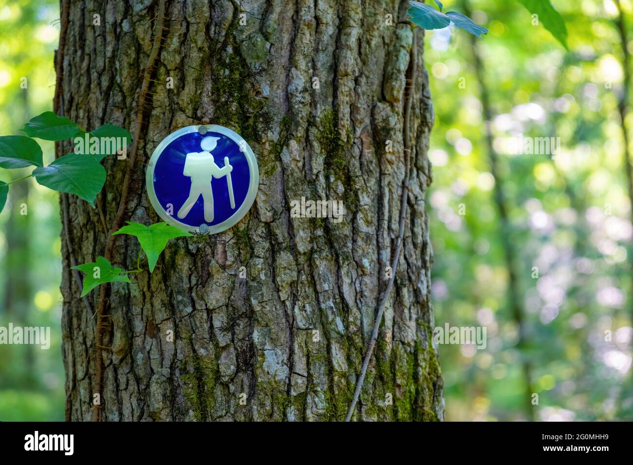 Tree with direction sign for hiker hi-res stock photography and images ...